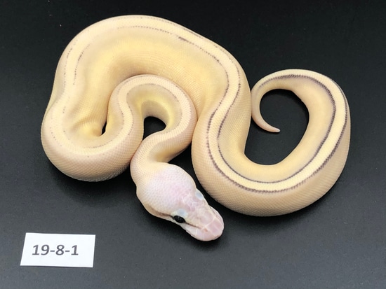 Super Pastel Lesser Yellowbelly Genetic Stripe Ball Python by BC's ...