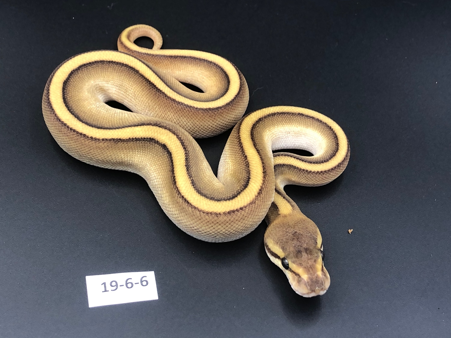 Mojave Genetic Stripe Pos YB Ball Python by BC's Balls - MorphMarket