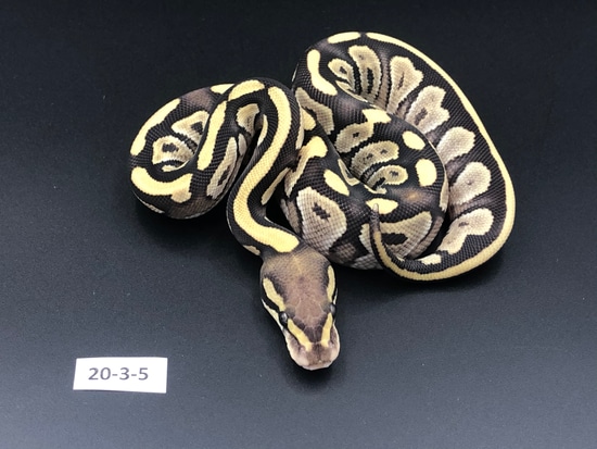 Mojave Vanilla Ball Python by BC's Balls and Reptilia