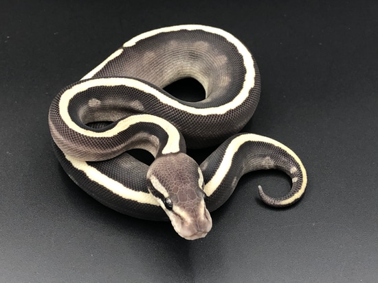 GHI Mojave Vanilla Ball Python by BC's Balls and Reptilia
