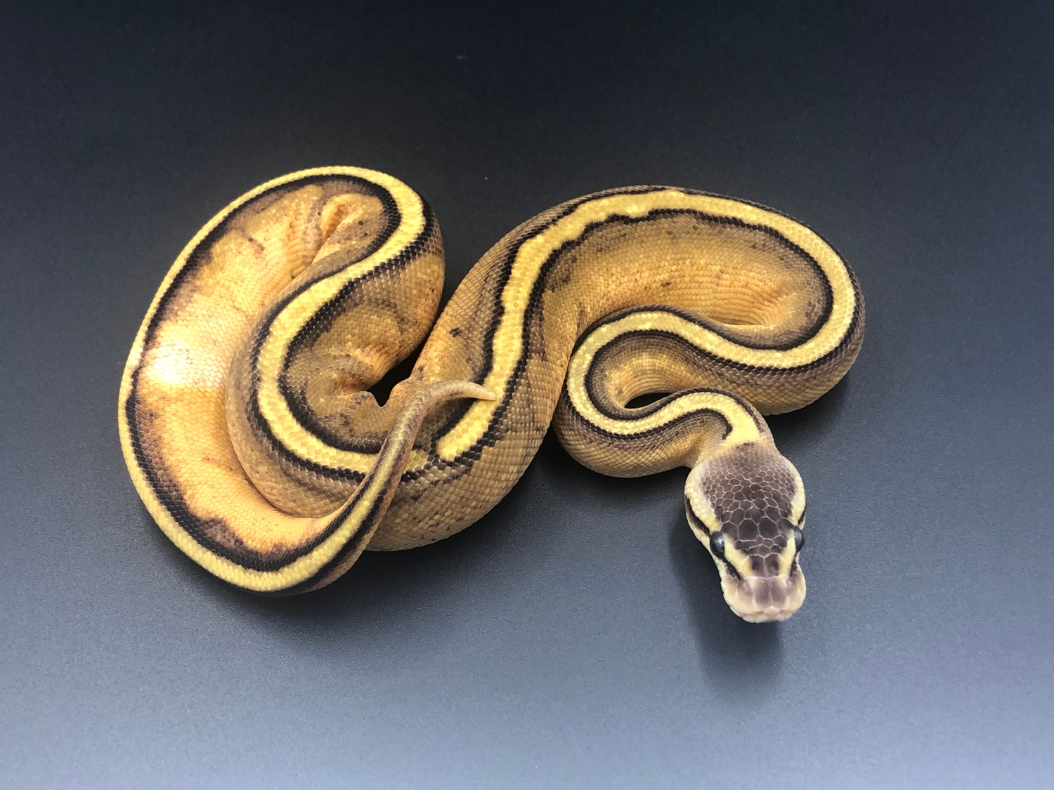 Pastel Yellowbelly Genetic Stripe Ball Python by BC's Balls - MorphMarket