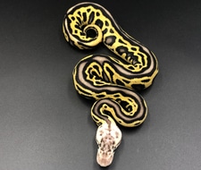Crypton Pastel Leopard Phantom Pos Yellowbelly Het Desert Ghost Ball ...