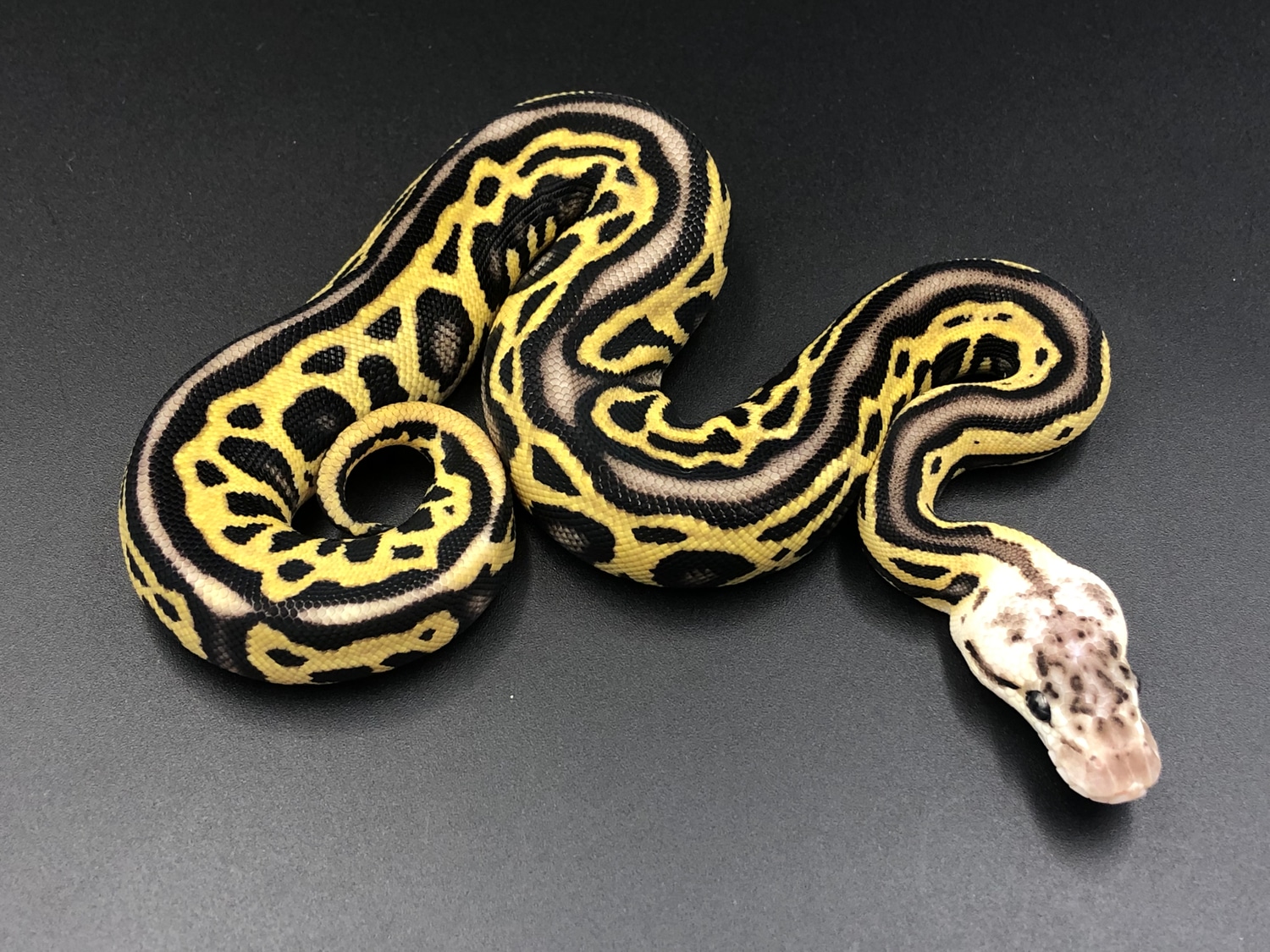 Crypton Pastel Leopard Phantom Pos Yellowbelly Het Desert Ghost Ball ...