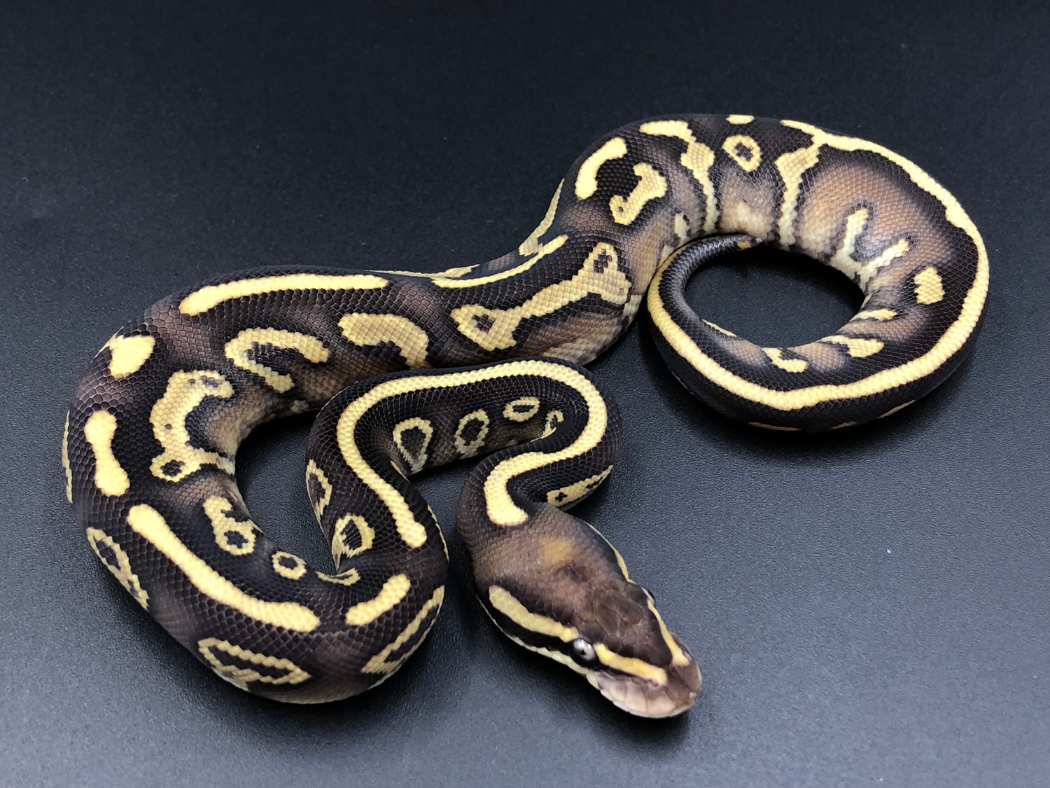 Leopard Lesser 100% Het Lavender Albino 50% Het Pied Ball Python by BC ...