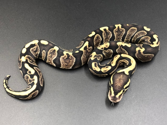 GHI Vanilla Ball Python by BC's Balls and Reptilia