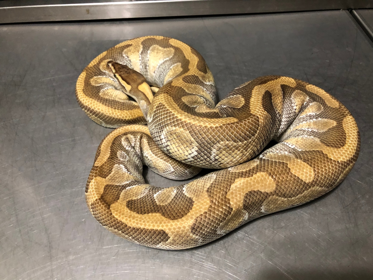 Enchi Lesser Ball Python by BC's Balls - MorphMarket