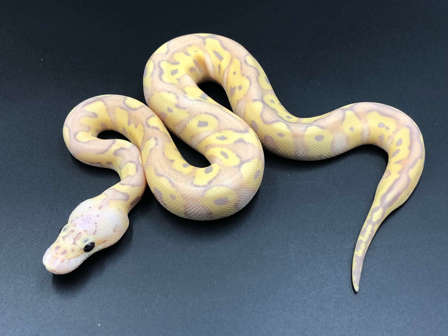 Banana Spotnose Pastel Clown Ball Python by BC's Balls - MorphMarket