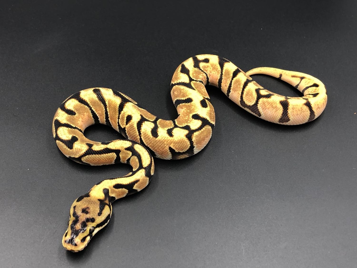Spotnose Orange Dream Enchi Het Clown Ball Python by BC's Balls ...