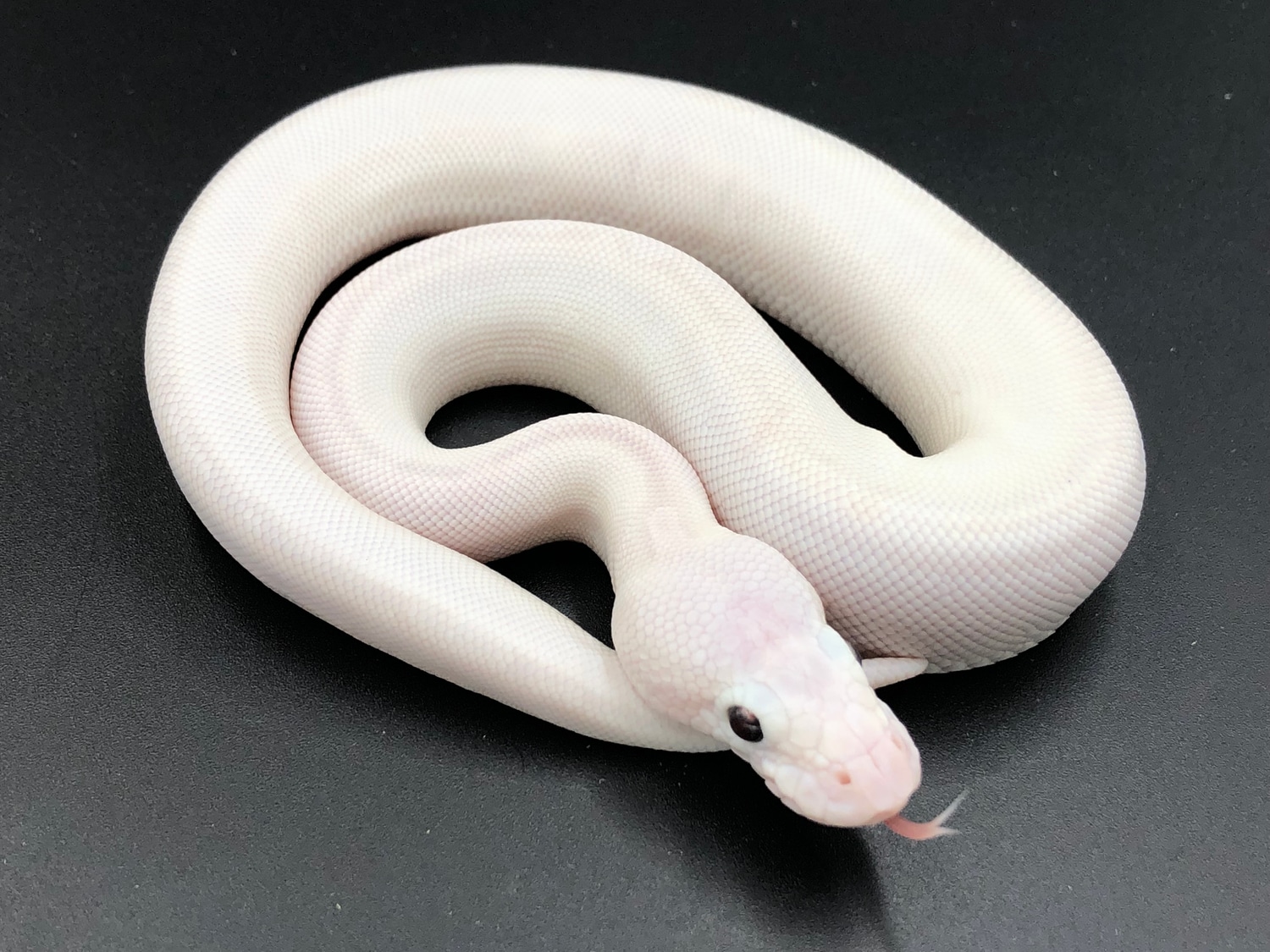 Blue Eyed Lucy (Mojave Lesser) Pos Vanilla Probable GHI Ball Python by ...