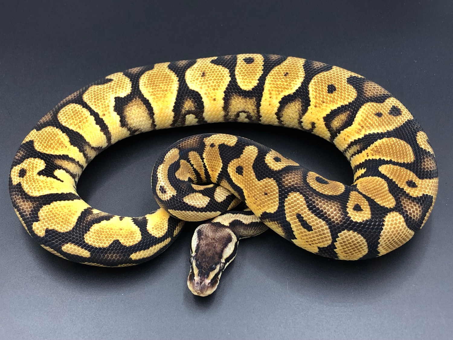 Pastel Yellowbelly Het Desert Ghost Ball Python by BC's Balls - MorphMarket