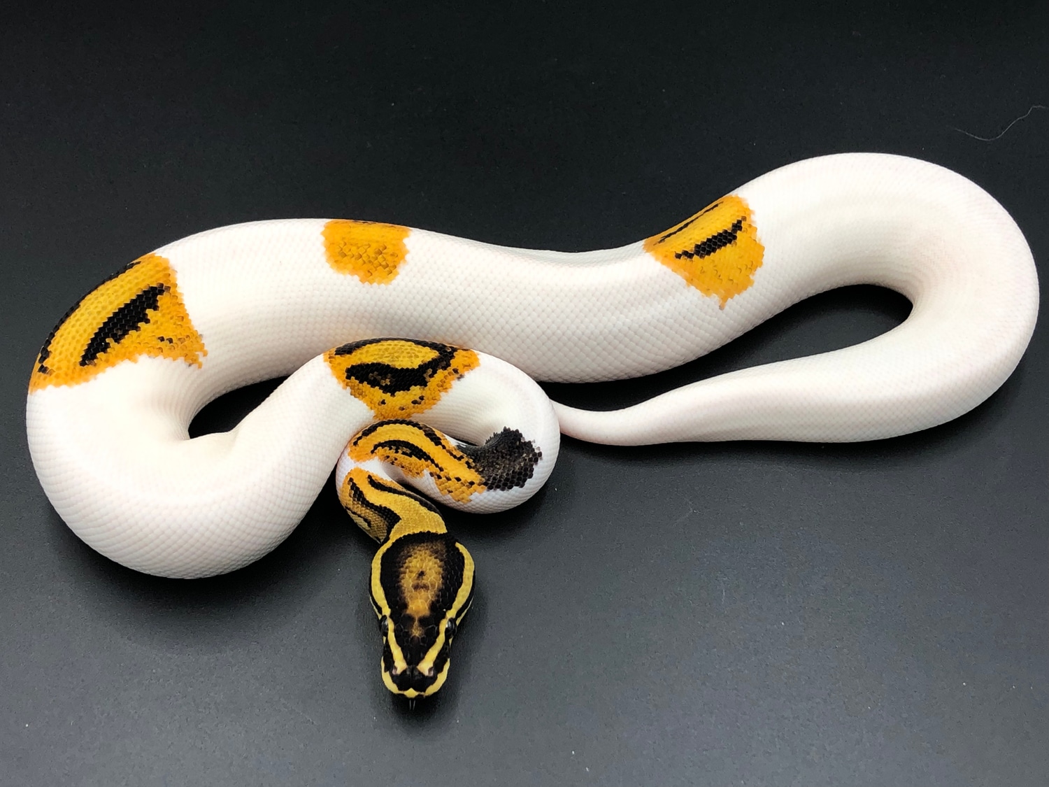 Orange Dream Vanilla Yellowbelly Pied (Paradox) Ball Python by BC's ...