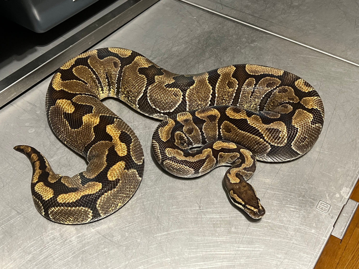 Arroyo Enchi Ball Python by BC's Balls - MorphMarket