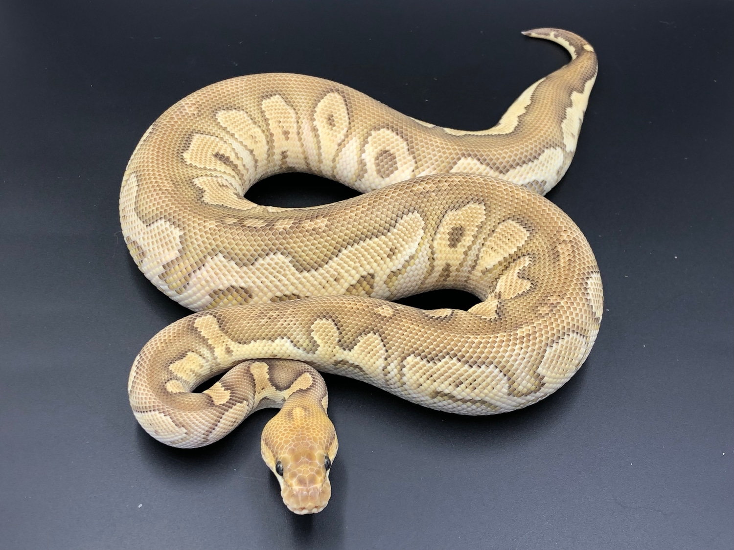 Mojave Clown (Free Shipping!) Ball Python by BC's Balls - MorphMarket