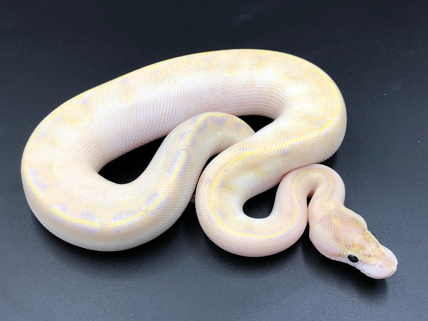 Ivory Pos Lace Pos Phantom Het Clown (Free Shipping!) Ball Python by BC ...