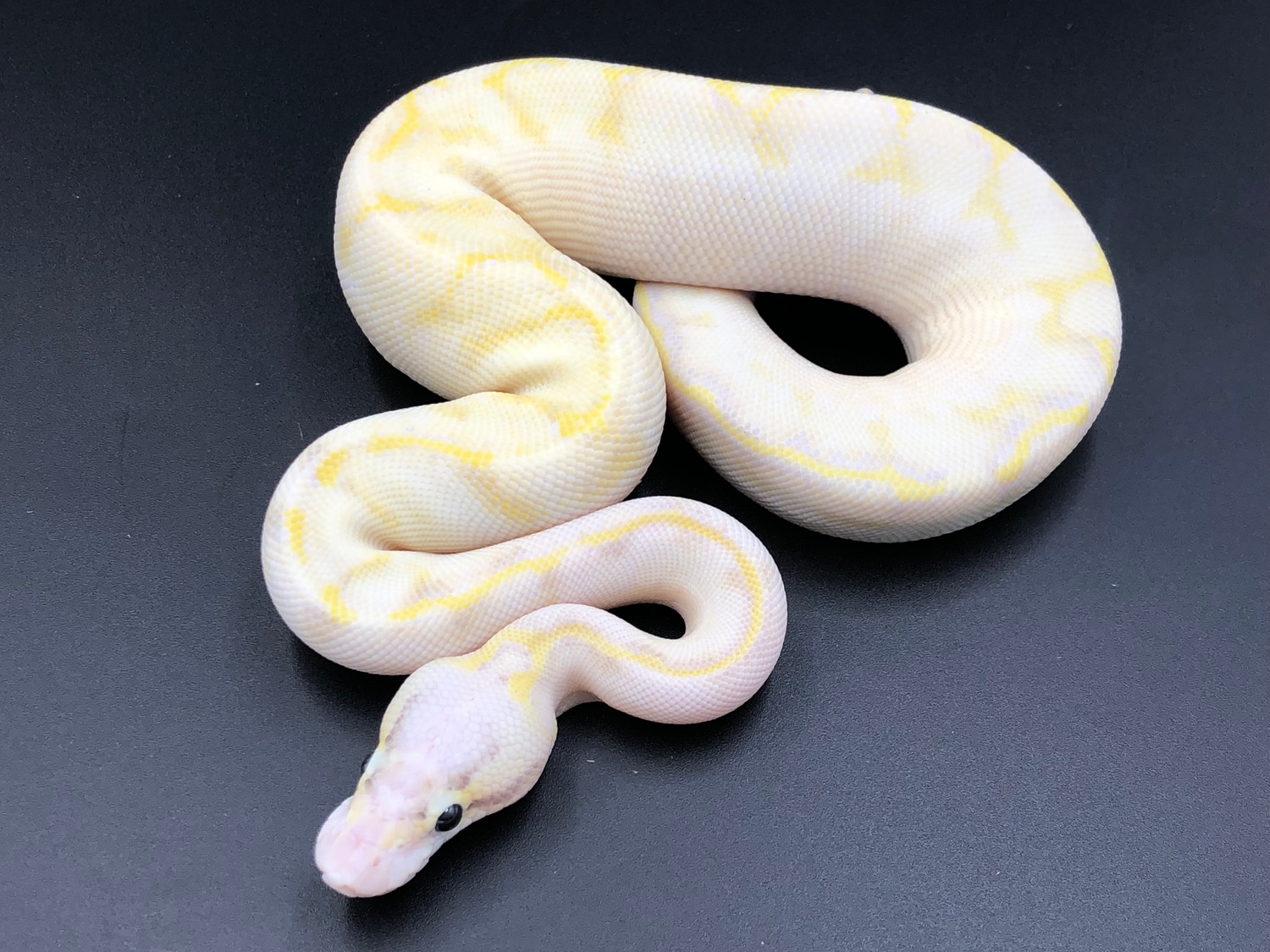 Pastel Ivory Het Clown Pos Lace Pos Phantom (Free Shipping!) Ball ...