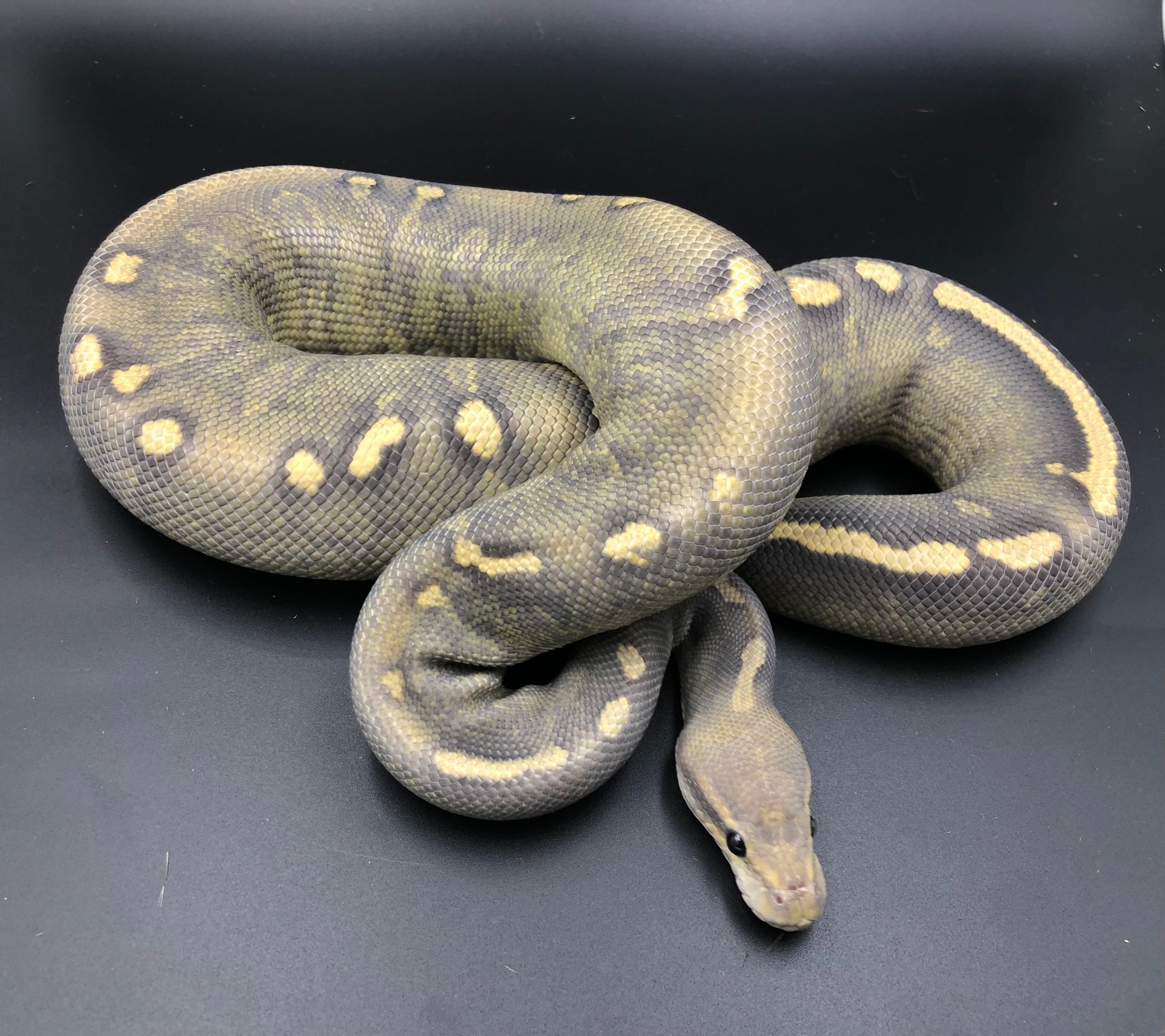 Hypo Super Chocolate GHI Probable Vanilla (Free Shipping!) Ball Python ...