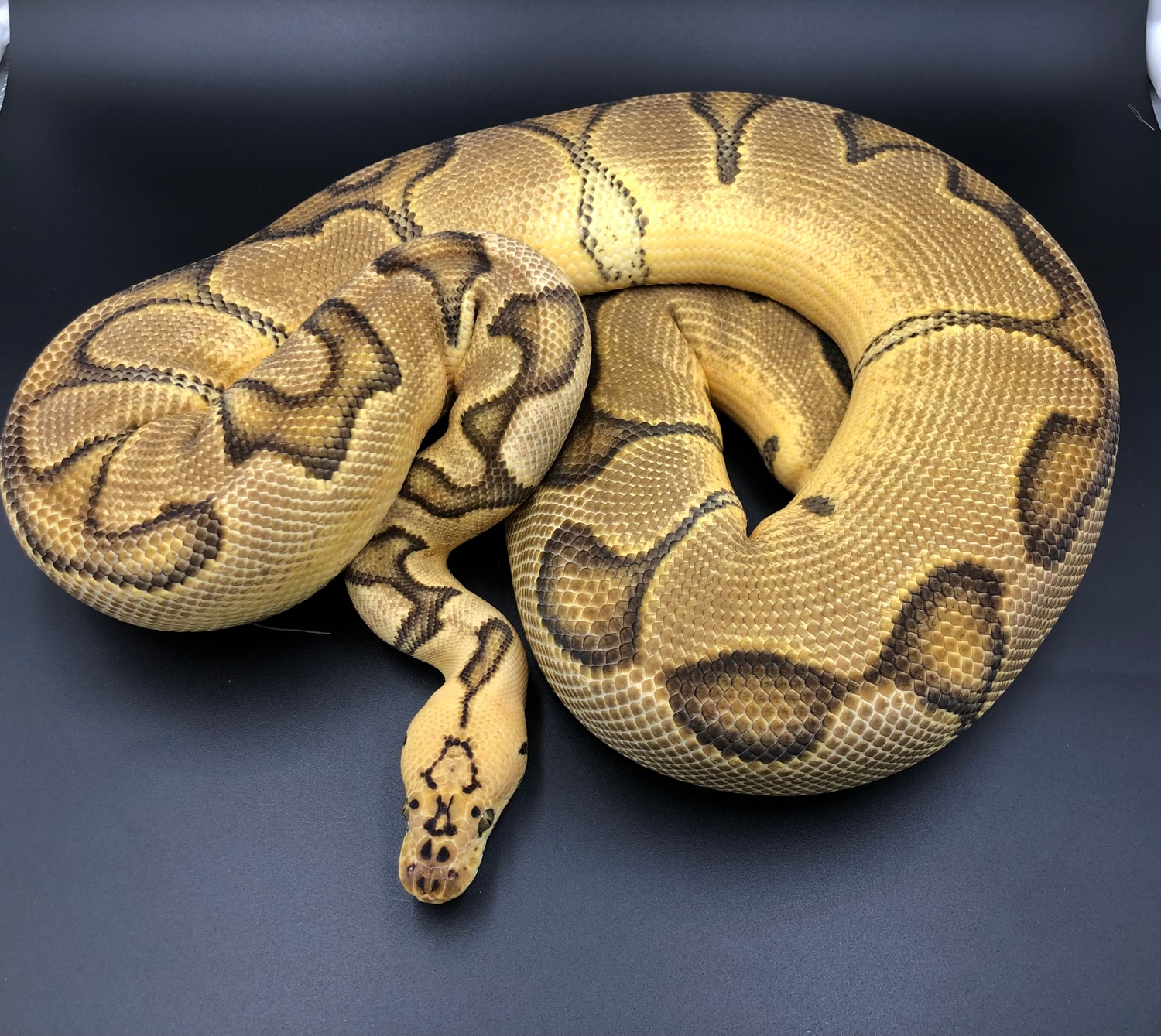 Pastel Enchi Clown (Free Shipping!) Ball Python by BC's Balls - MorphMarket