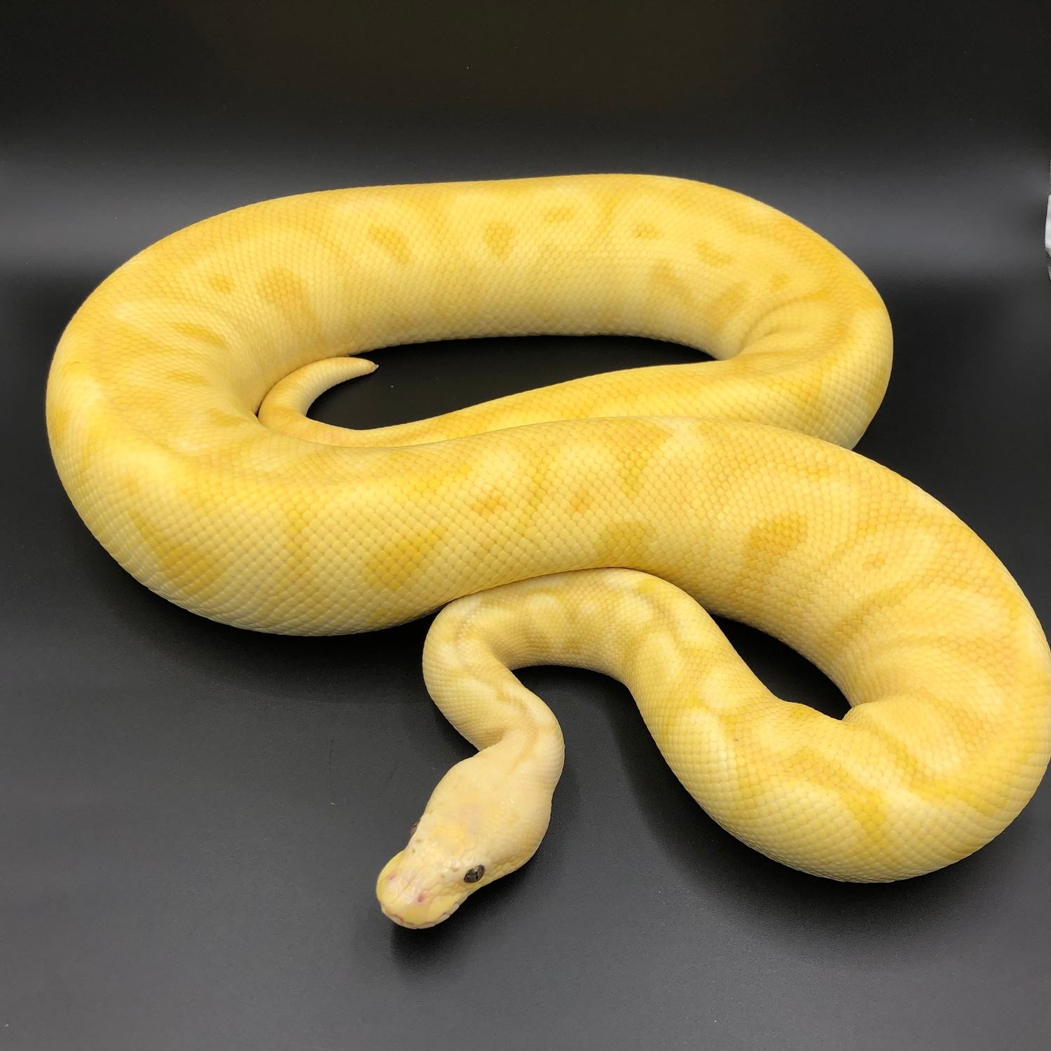 Banana GHI Spotnose Pastel Clown Female Maker (Free Shipping!) Ball ...
