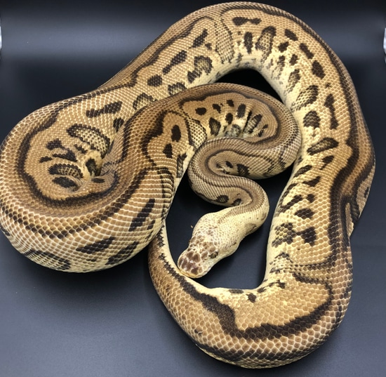 Leopard Phantom Yellowbelly Pastel Clown (Free Shipping!) Ball Python ...