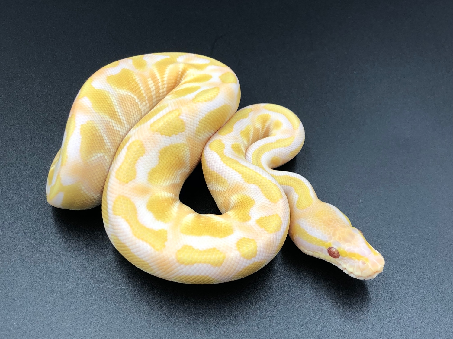 Lesser Lavender Albino (Free Shipping! Ball Python by BC's Balls ...