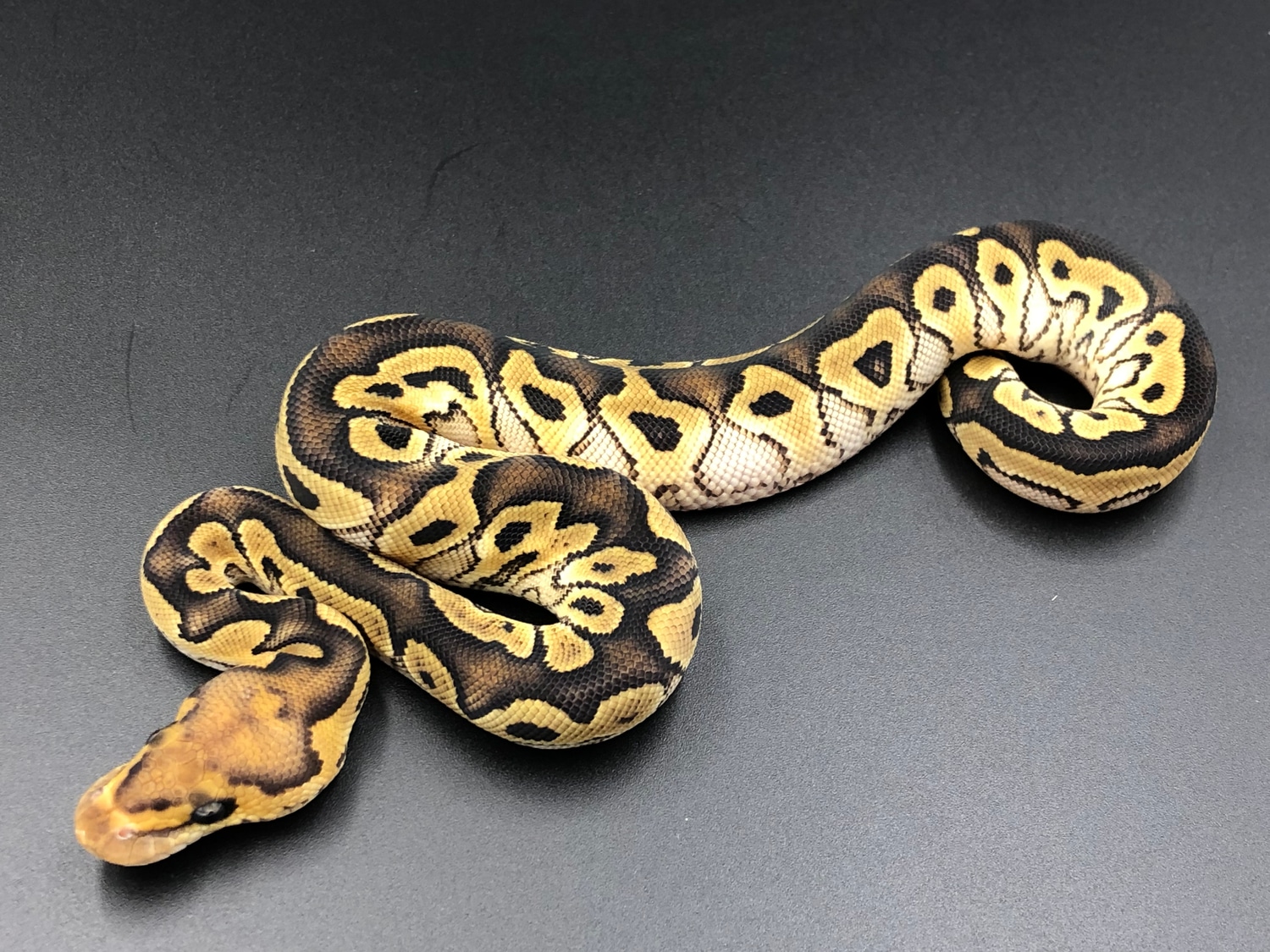 Phantom Clown (Free Shipping!) Ball Python by BC's Balls - MorphMarket