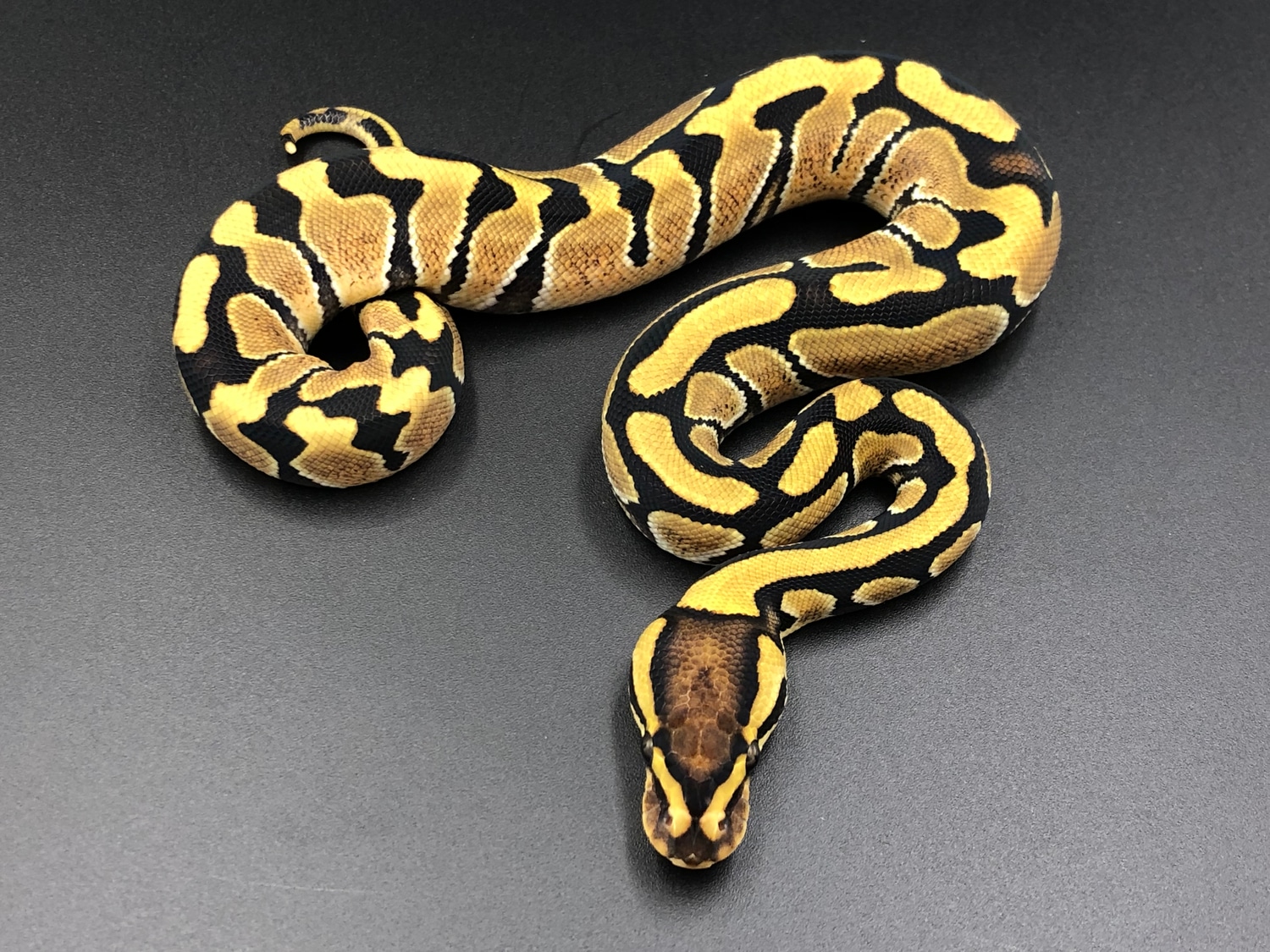 Enchi Lace Het Clown (Free Shipping!) Ball Python by BC's Balls ...