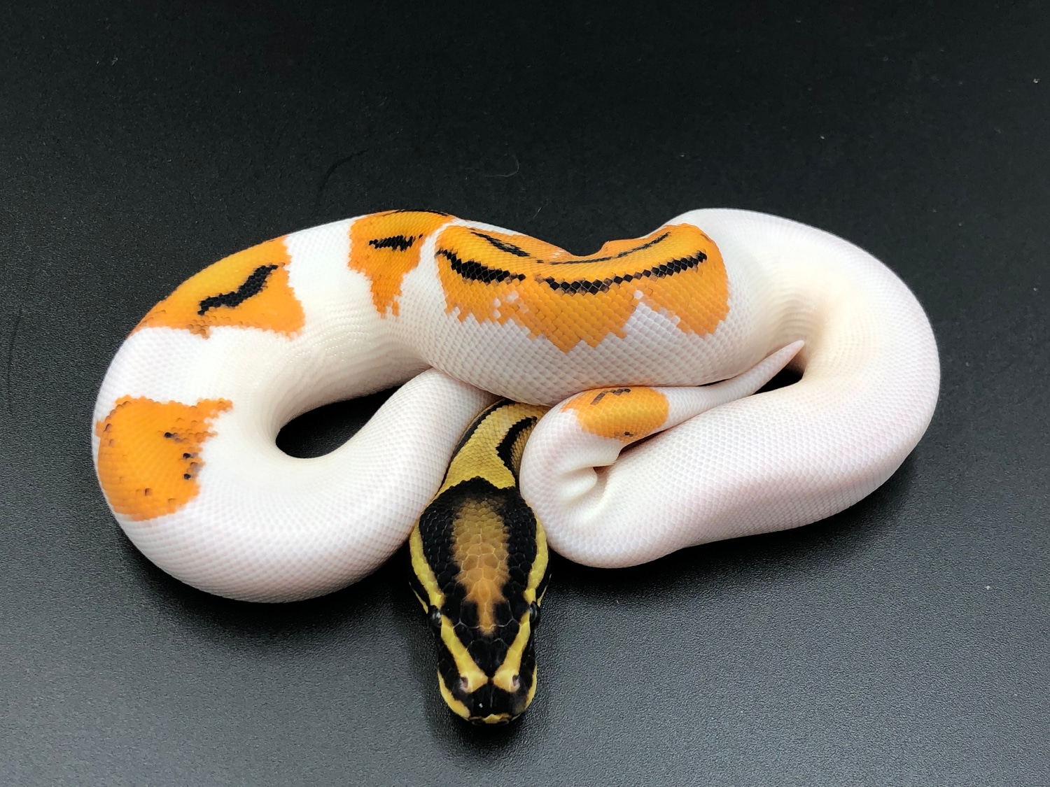 Super Orange Dream Vanilla Yellowbelly Pied (Free Shipping!) Ball ...