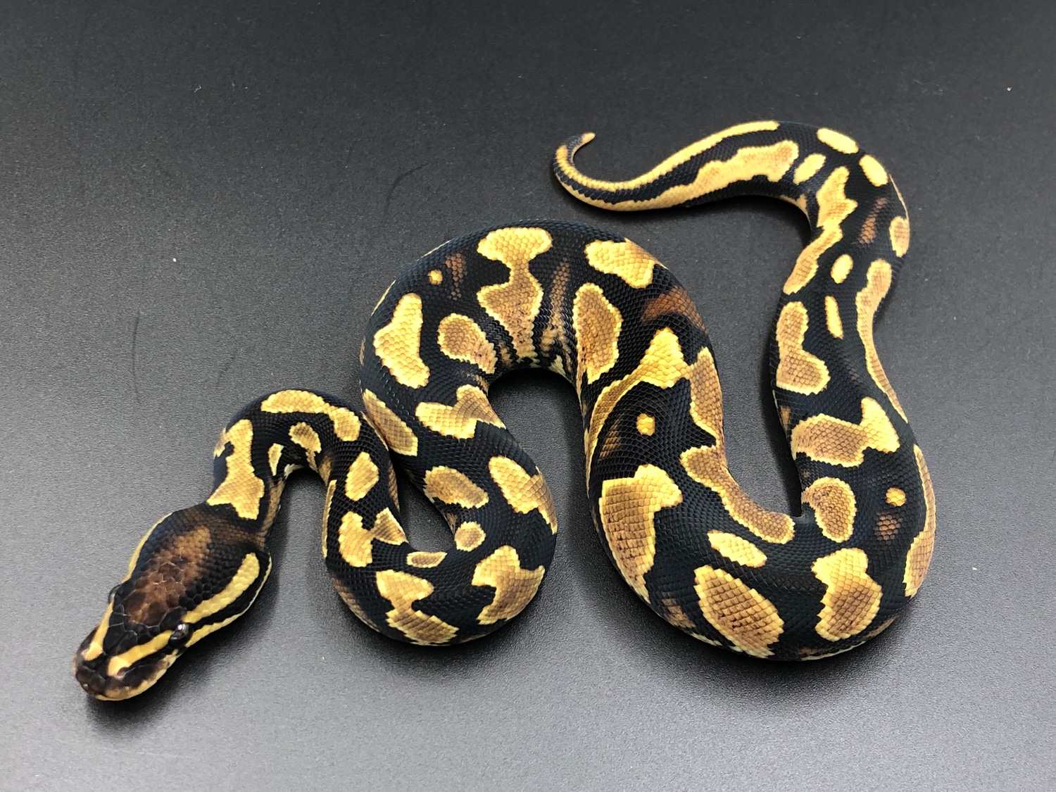 Orange Dream Yellowbelly Het Pied (Free Shipping!) Ball Python by BC's ...