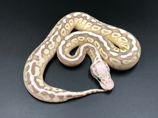 Spotnose Banana Lesser Pastel Het Clown (Free Shipping) Ball Python by ...