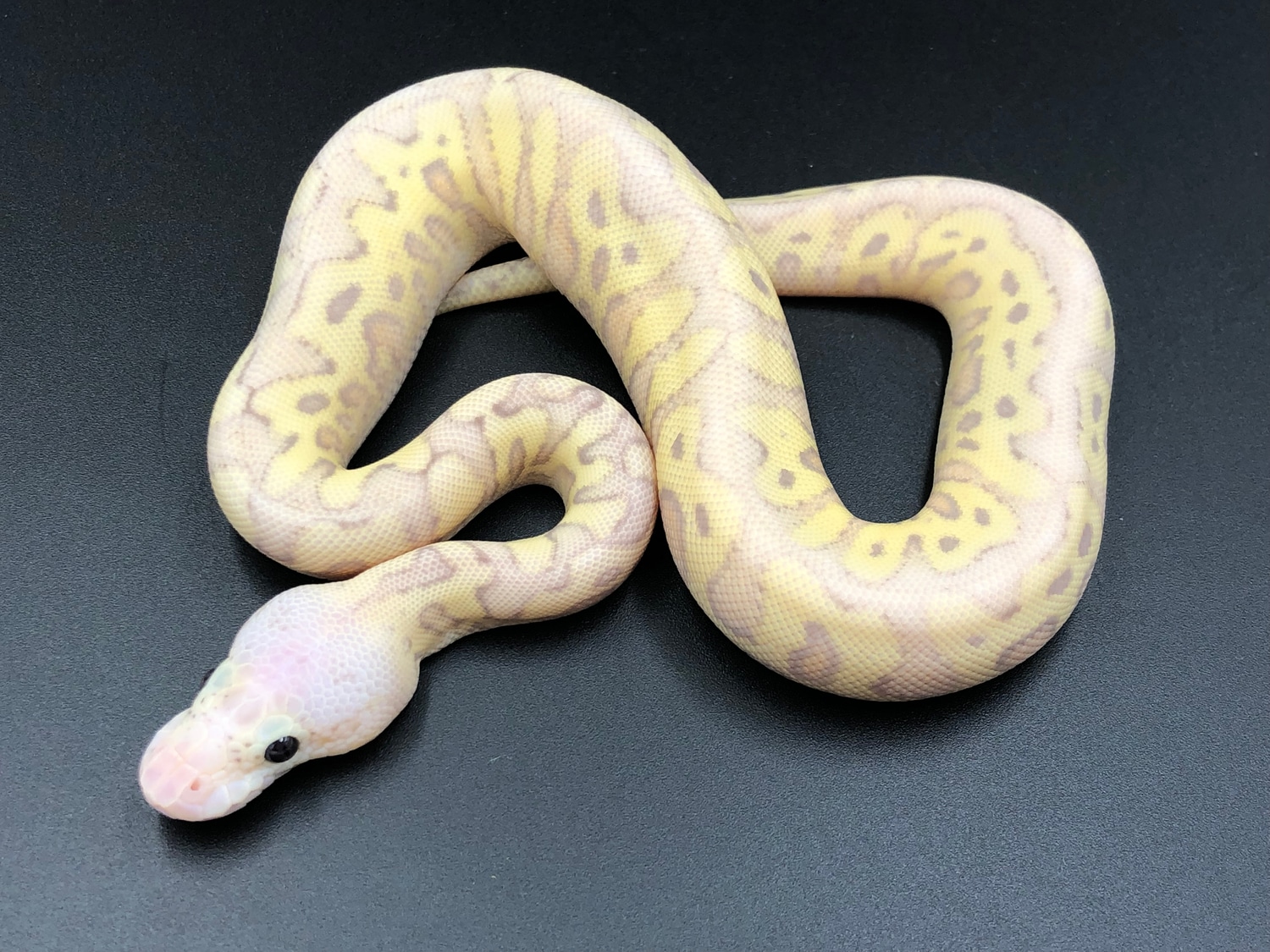 GHI Spotnose Banana Pastel Clown (Free Shipping) Ball Python by BC's ...