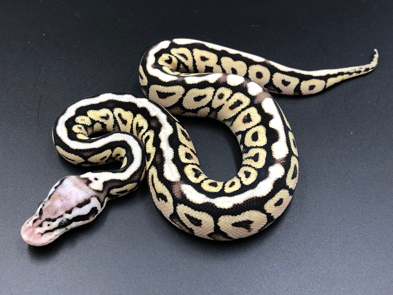 Spotnose Russo Pastel Het Clown (Free Shipping!) Ball Python by BC's ...