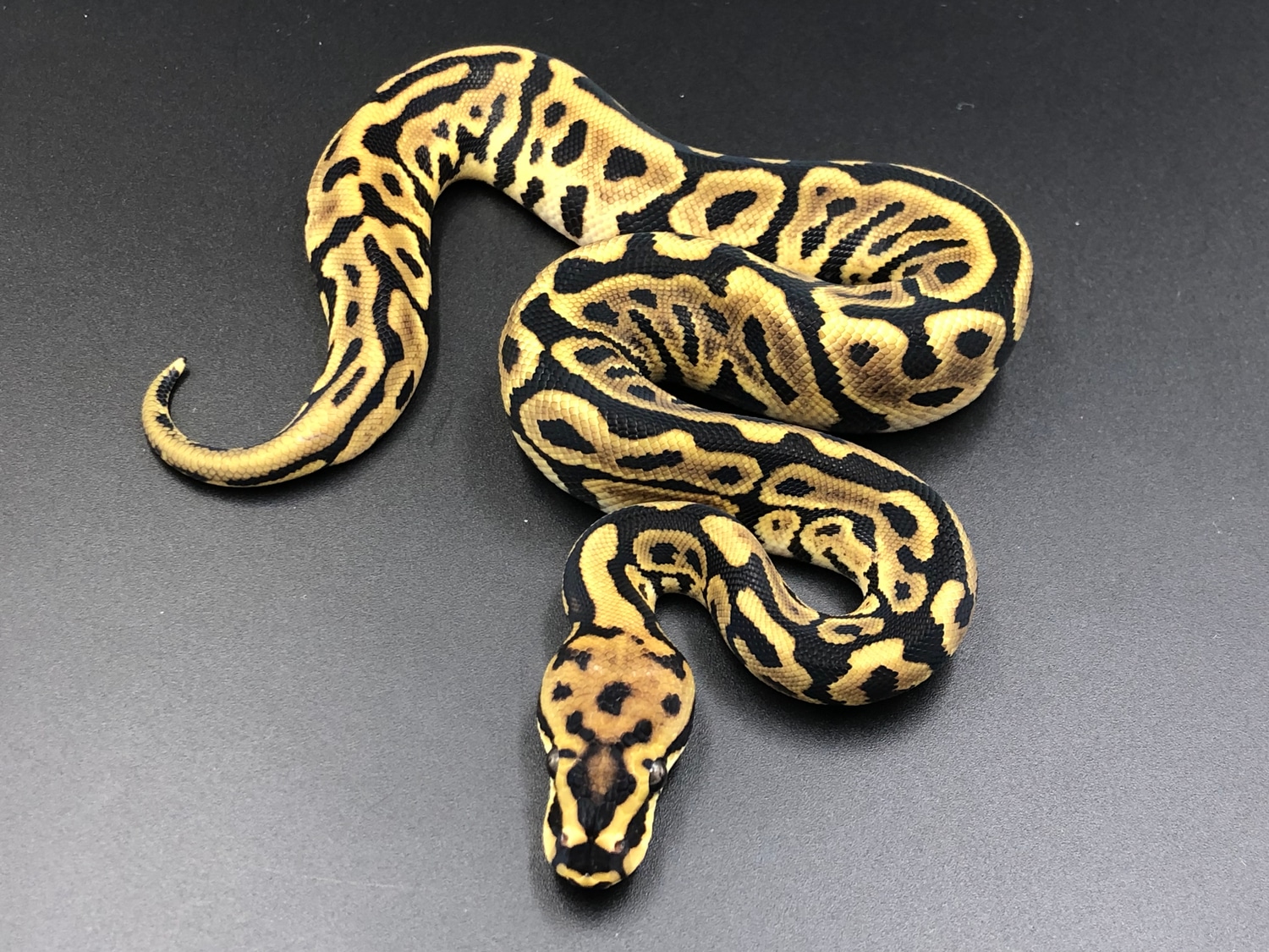 Leopard Spotnose Orange Dream Het Clown (Free Shipping!) Ball Python by ...