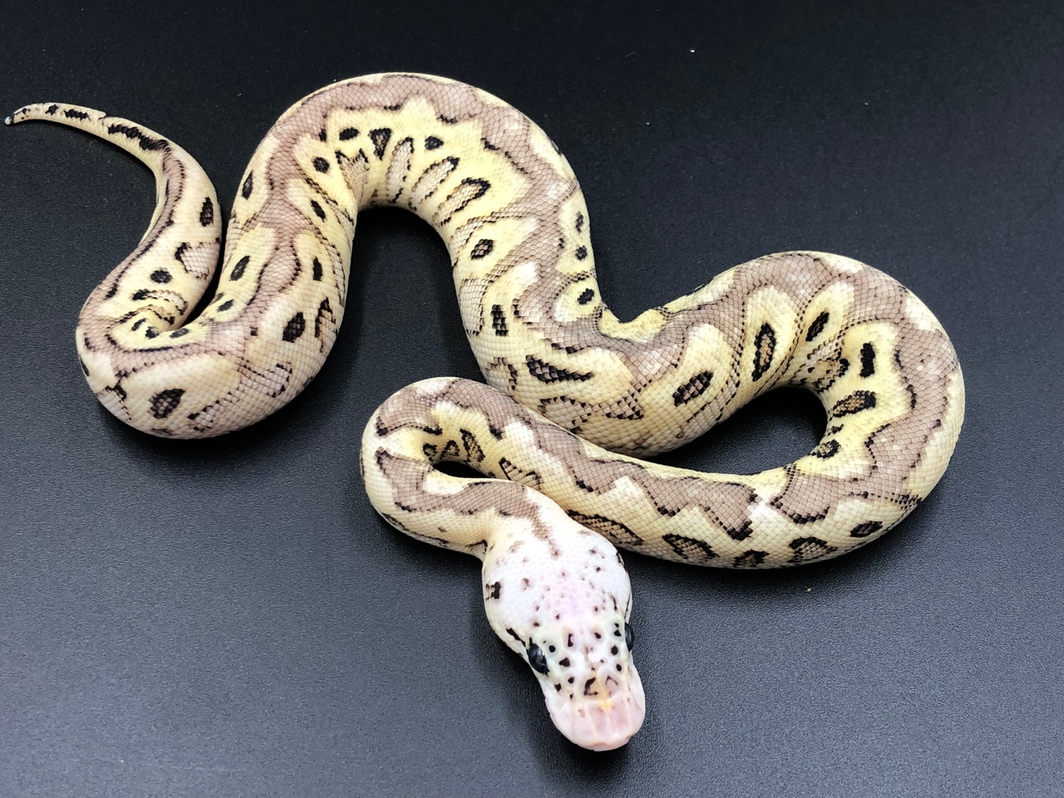 Spotnose Russo Pastel Pos Orange Dream Clown (Free Shipping!) Ball Python by BC's Balls ...