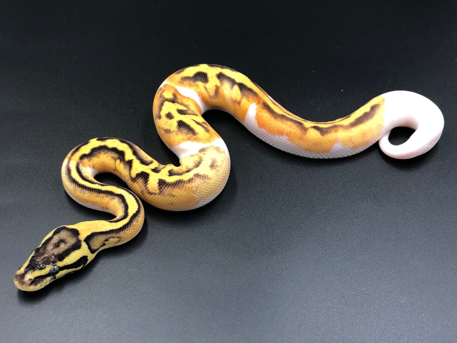Enchi Yellowbelly Pastel Pied Het Lavender Albino (Free Shipping!) Ball ...