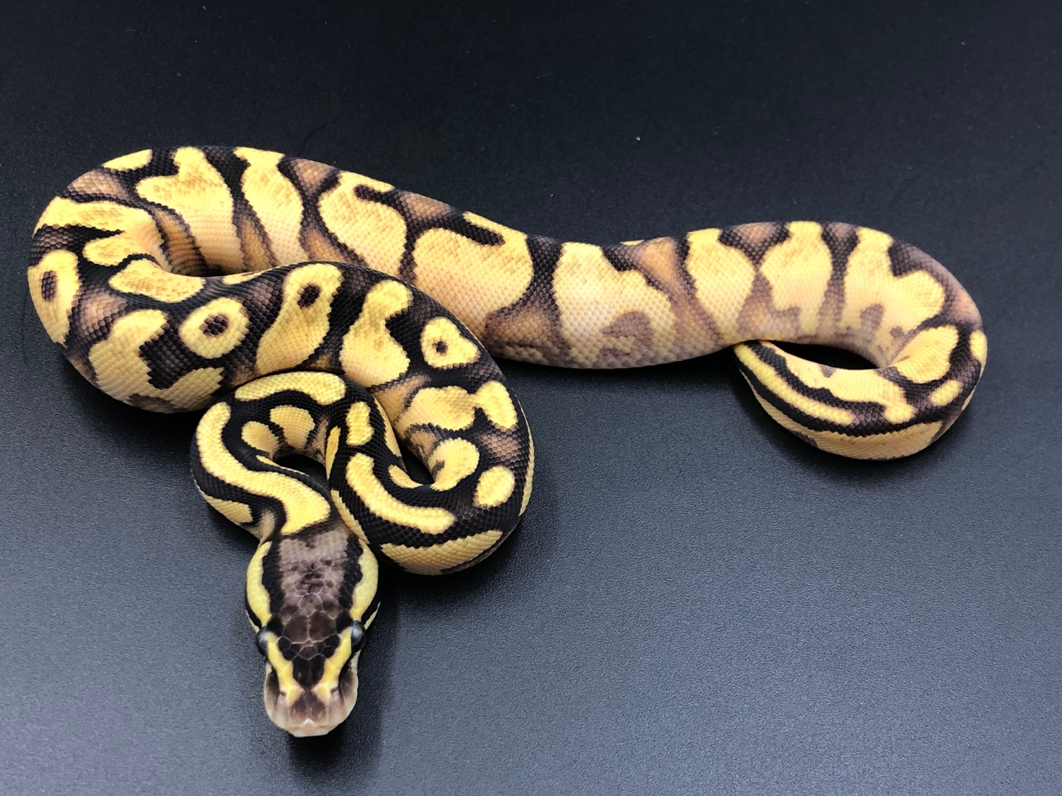 Enchi Yellowbelly Pastel DH Lavender Albino Pied (Free Shipping!) Ball ...