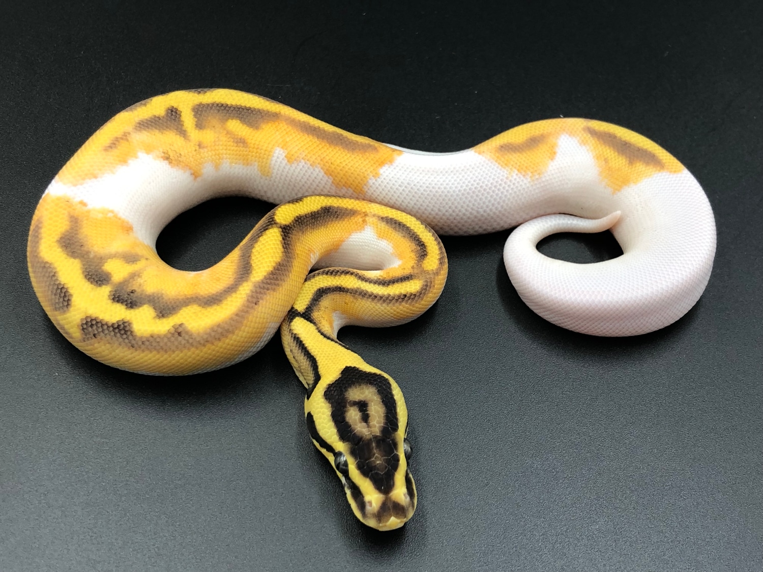 Enchi Yellowbelly Pastel Pied Het Lavender Albino (Free Shipping!) Ball ...