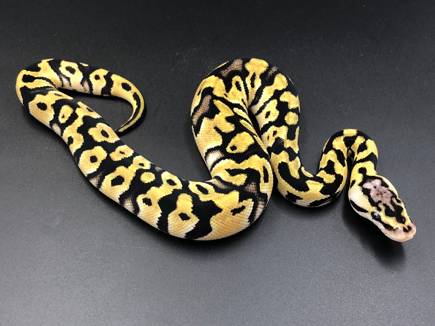 Crypton Orange Dream Pastel Pos Yellowbelly Het Desert Ghost (Free ...