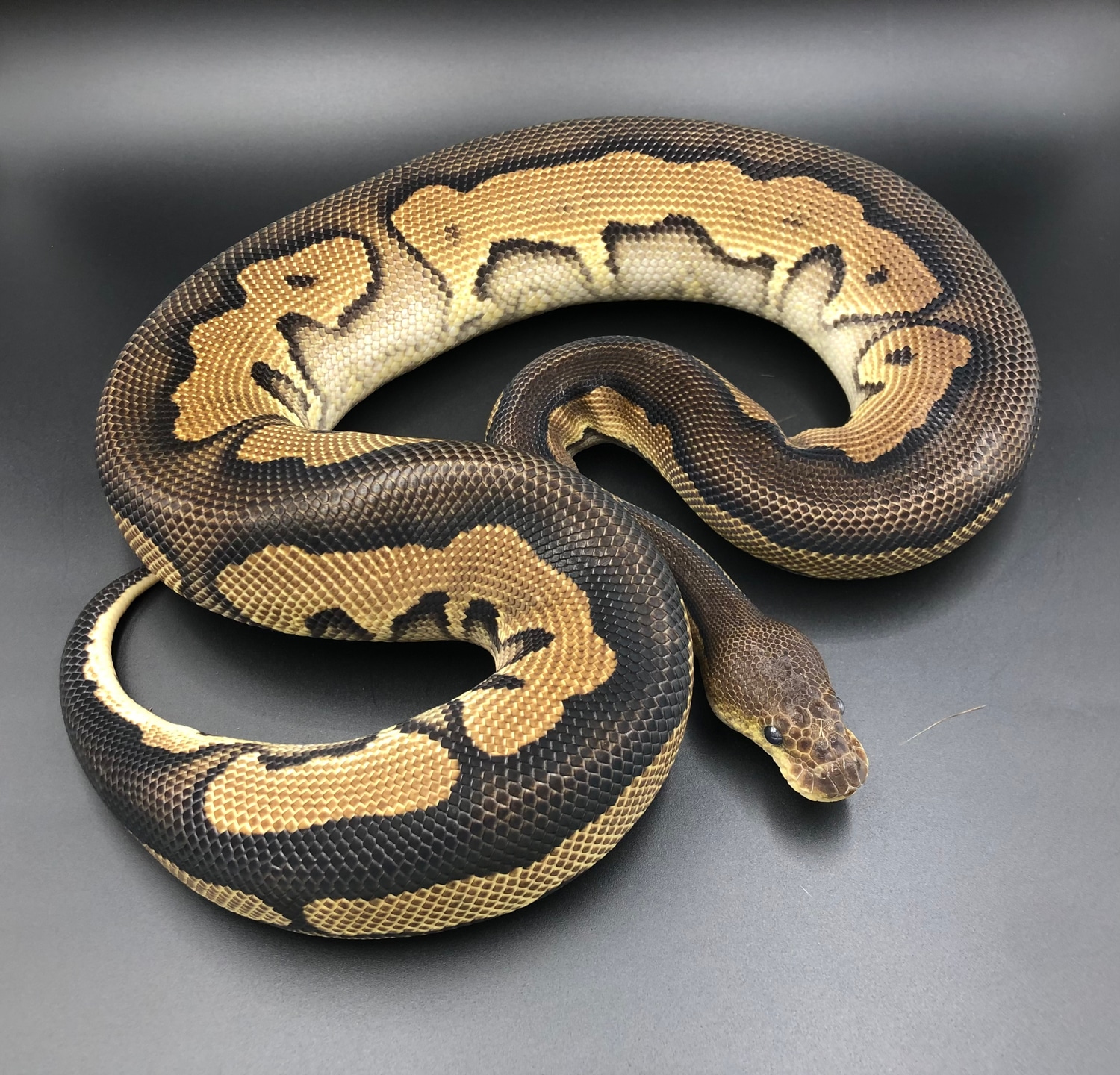 Chocolate Cinnamon Clown Ready To Breed! (Free Shipping!) Ball Python ...