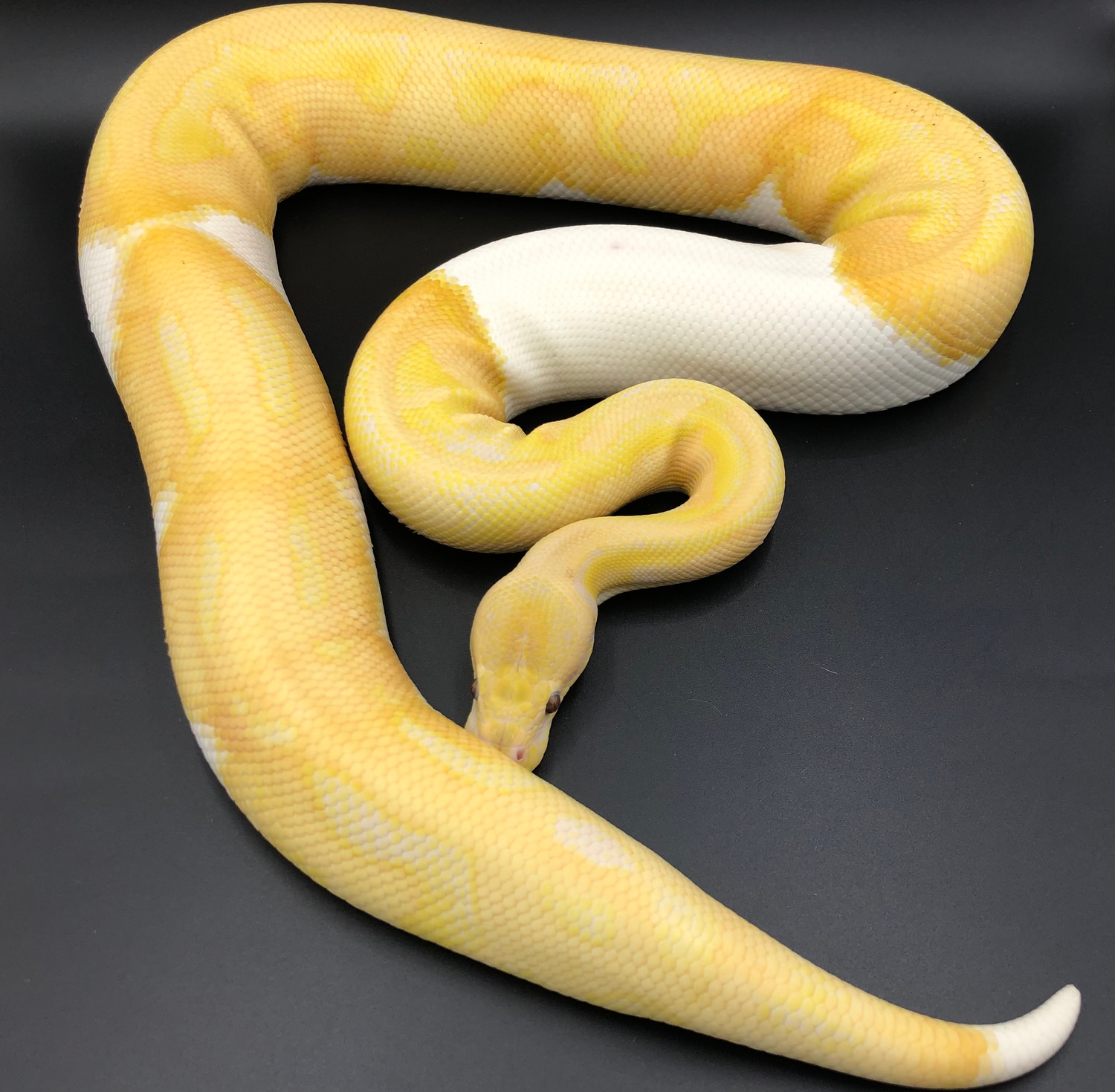 Dreamsicle (Free Shipping!) Ball Python by BC's Balls - MorphMarket