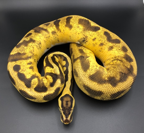Enchi Pastel Pied Het Lavender Albino (Free Shipping!) Ball Python by ...