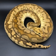 Cinnamon Russo Dark Knight (Chocolate Spotnose Clown) Free Shipping ...