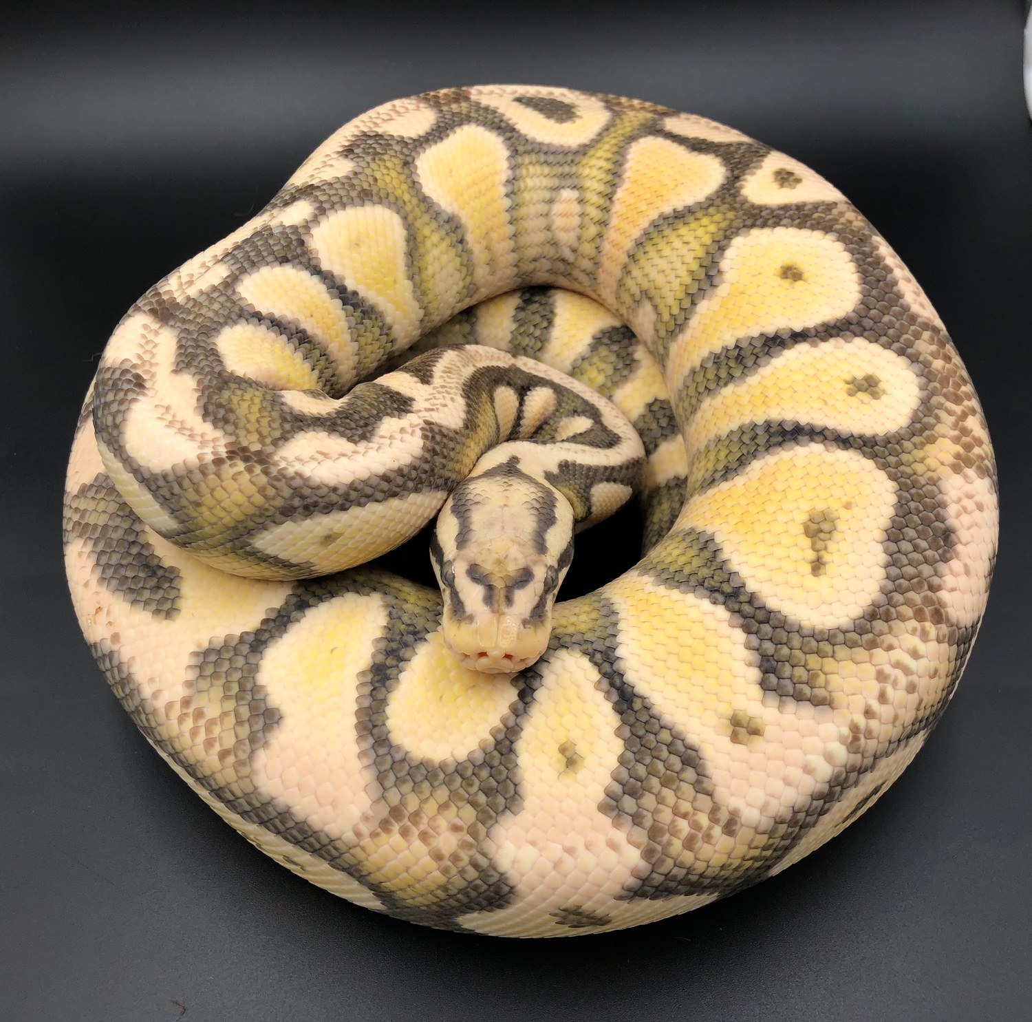 Pastel Yellowbelly Desert Ghost Het Cryptic (Free Shipping!) Ball ...