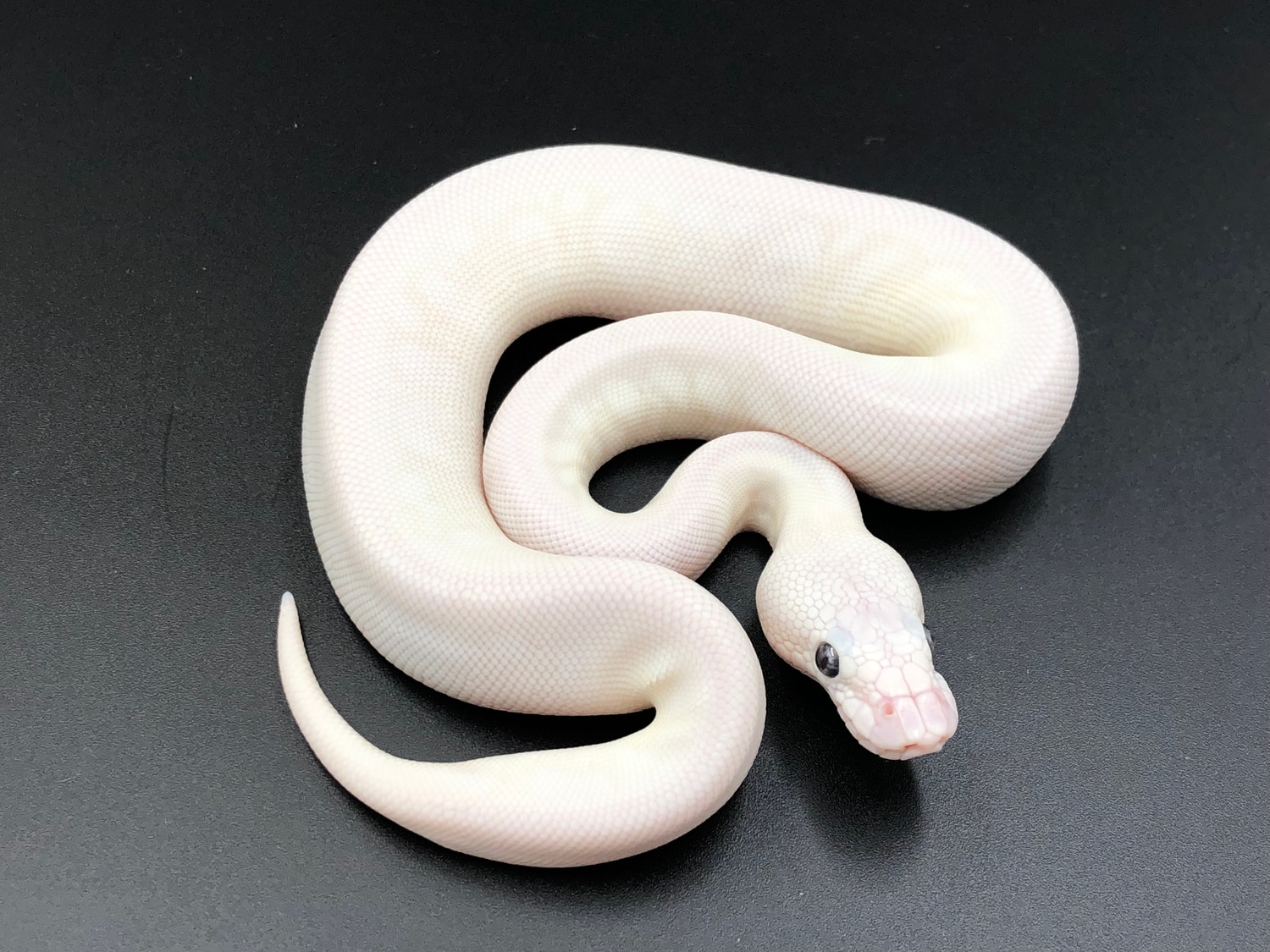 Opal Diamond BEL Clown (Pos Spotnose, Orange Dream, Leopard, Pastel ...