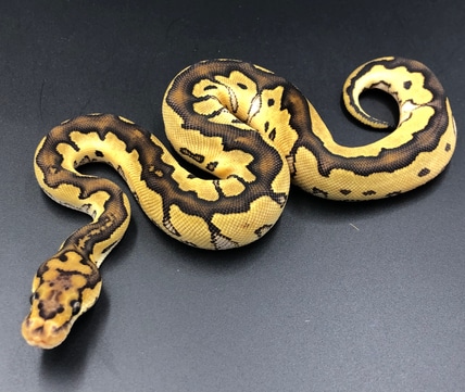 Cinnamon Russo Dark Knight (Chocolate Spotnose Clown) Free Shipping ...