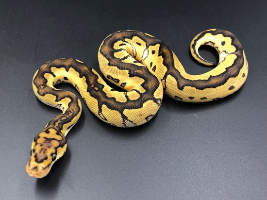 Russo Granite Clown (Free Shipping!) Ball Python by BC's Balls ...