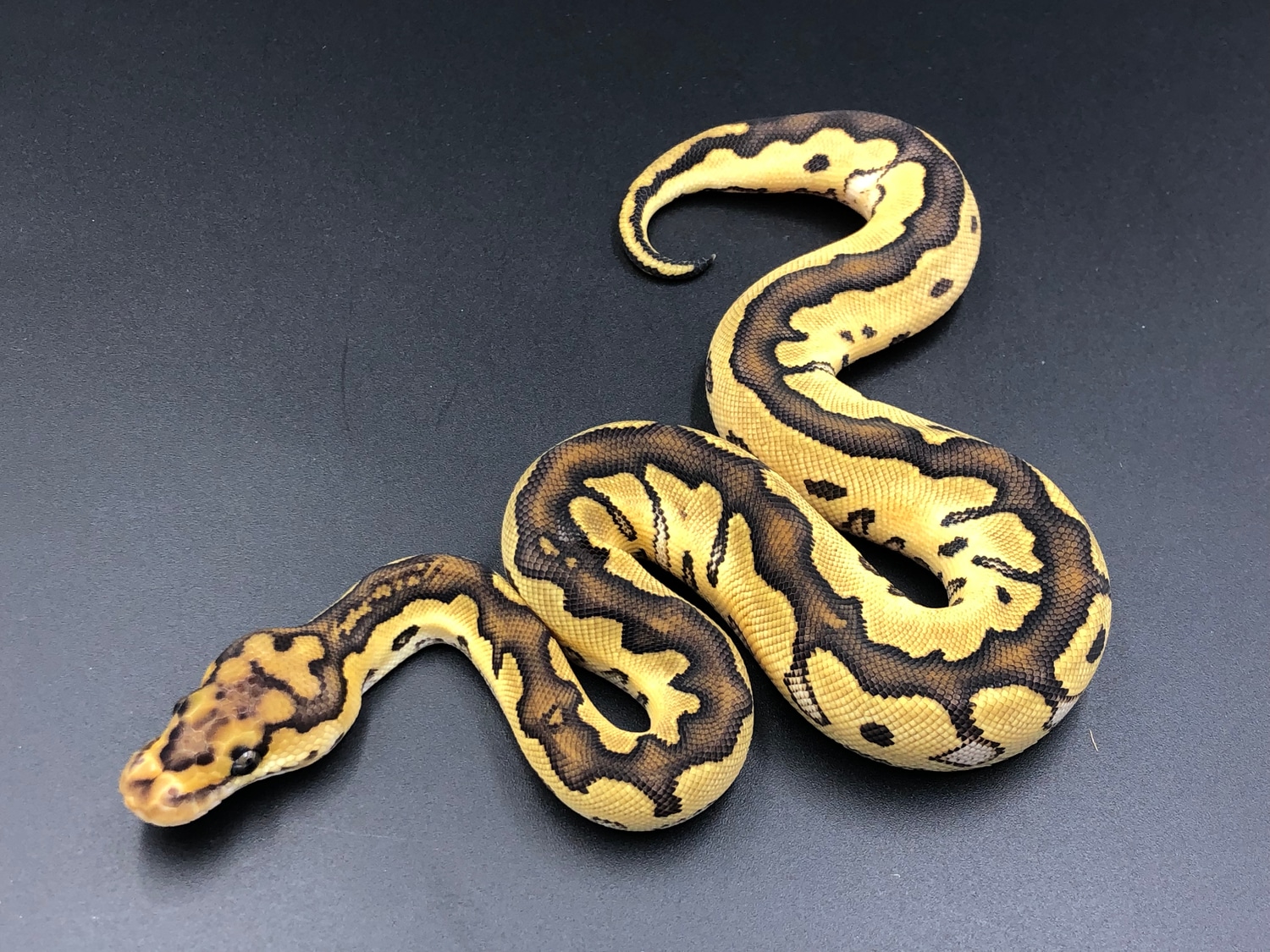 Russo Granite Clown (Free Shipping!) Ball Python by BC's Balls ...