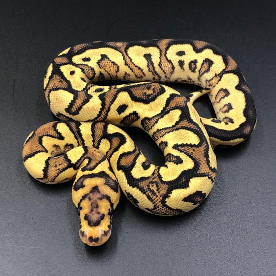 Red Stripe Fire Yellowbelly Clown (Free Shipping!) Ball Python by BC's ...