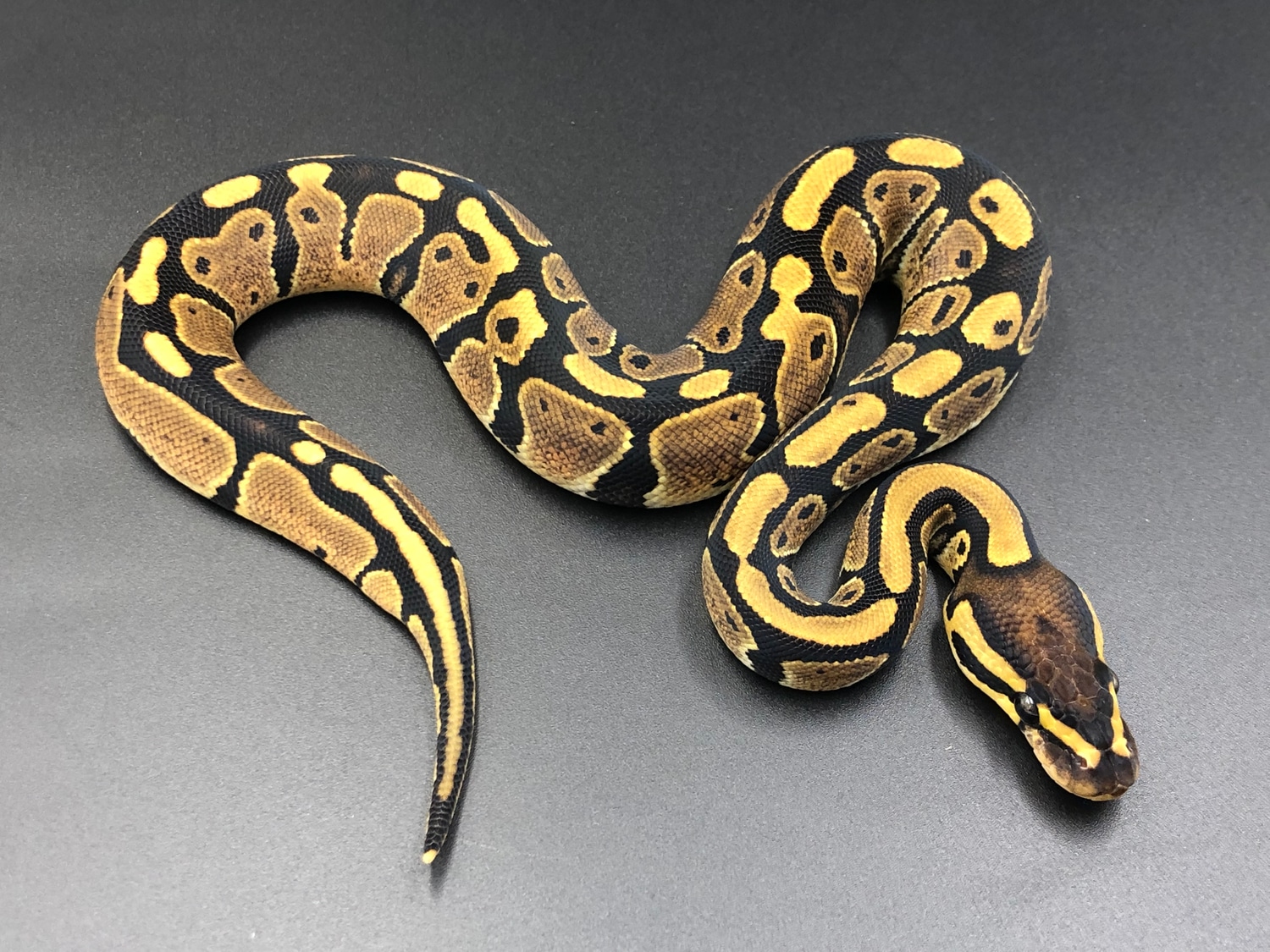 Double Het Lavender Albino Pied (Het Dreamsicle) (Free Shipping!) Ball ...