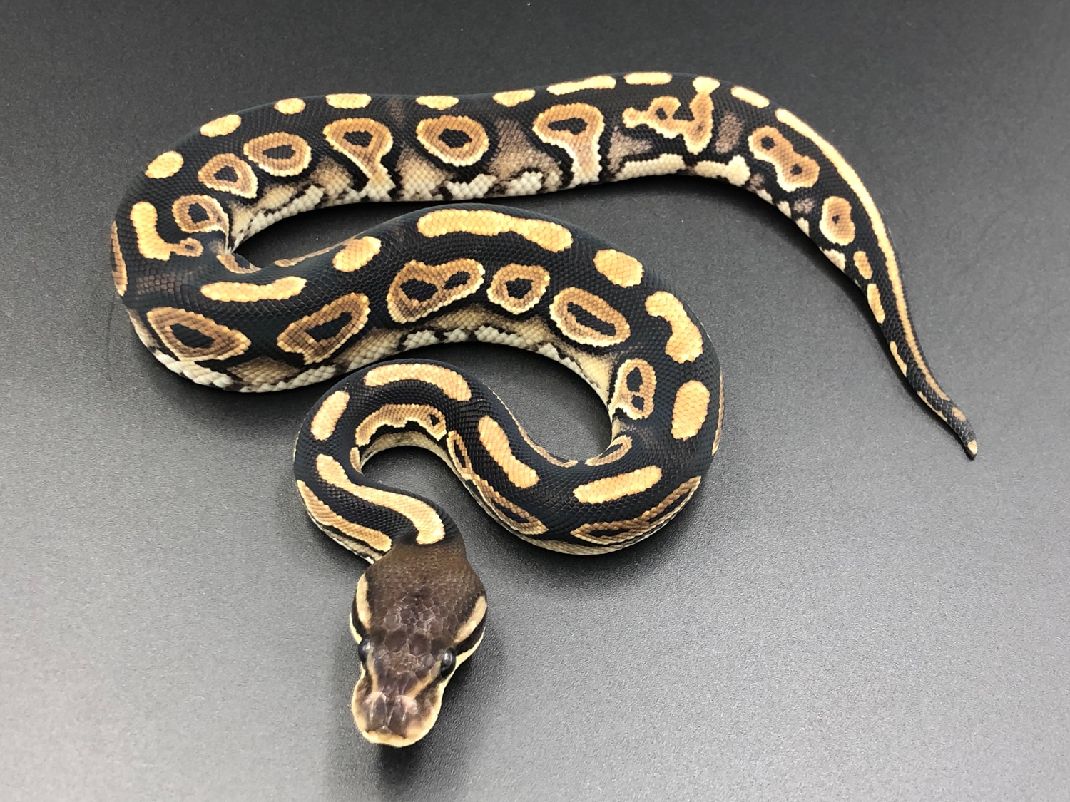 Chocolate Cinnamon Russo Het Clown (Free Shipping!) Ball Python by BC's Balls - MorphMarket