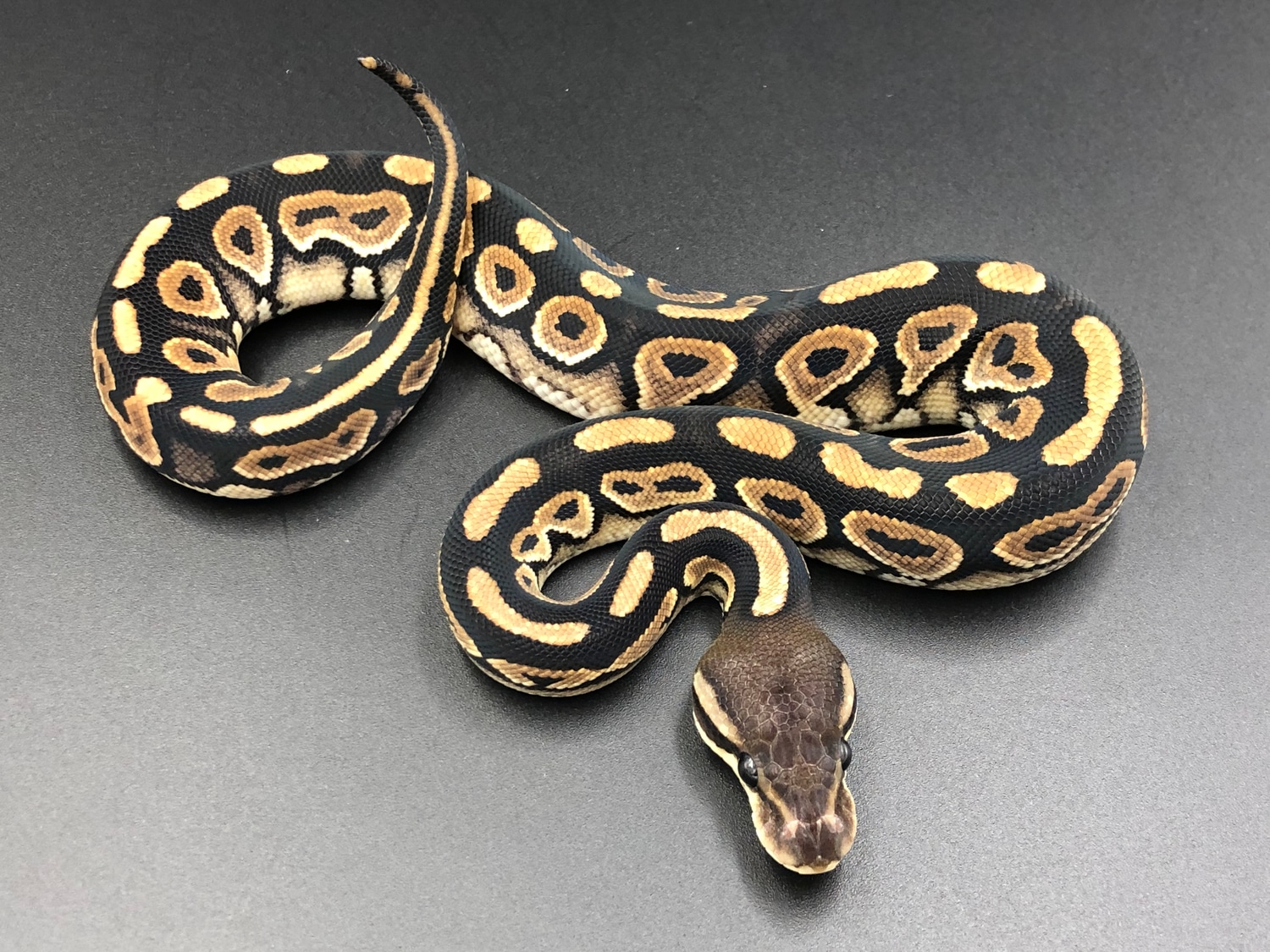Chocolate Cinnamon Russo Het Clown (Free Shipping!) Ball Python by BC's ...